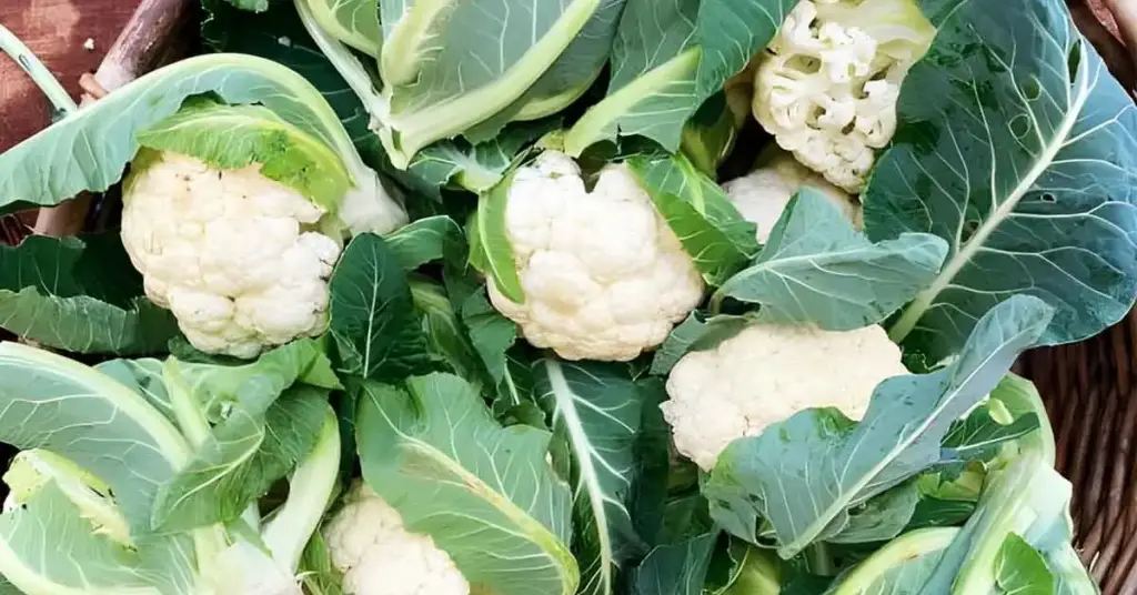 ¿Cómo cultivar y cosechar coliflor? – ideas manualidades