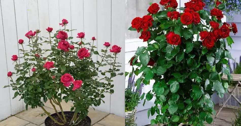 ¿Cómo cultivar rosas de un solo tallo? – ideas manualidades