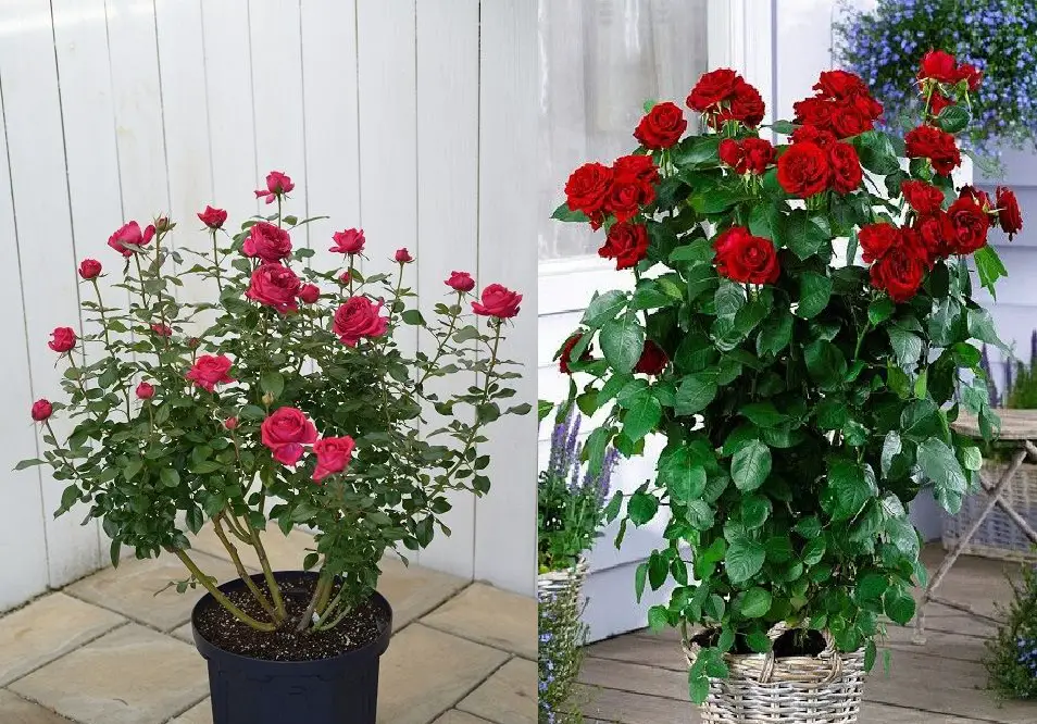 ¿Cómo cultivar rosas de un solo tallo? – ideas manualidades