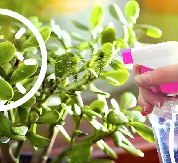 Si tienes una de estas 7 plantas en casa: cuídala porque tienes un ...