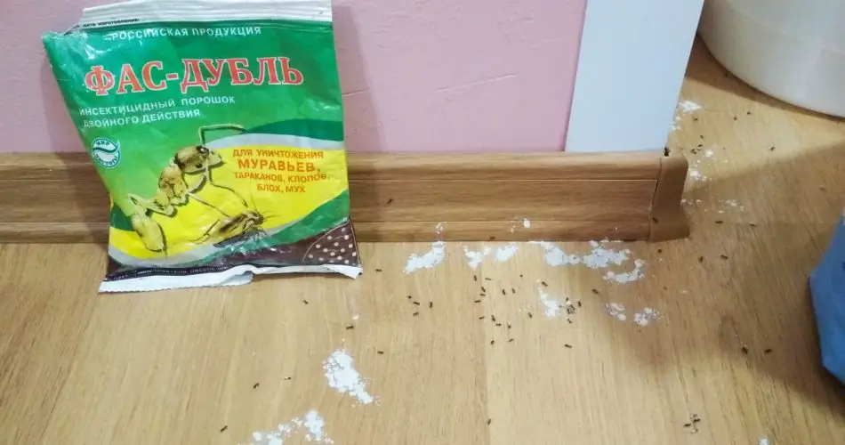 Cómo deshacerse de las pulgas, hormigas y cucarachas de tu casa para siempre – ideas manualidades