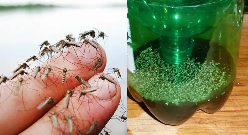 Pulveriza este repelente natural casero para despedirte de moscas y ...