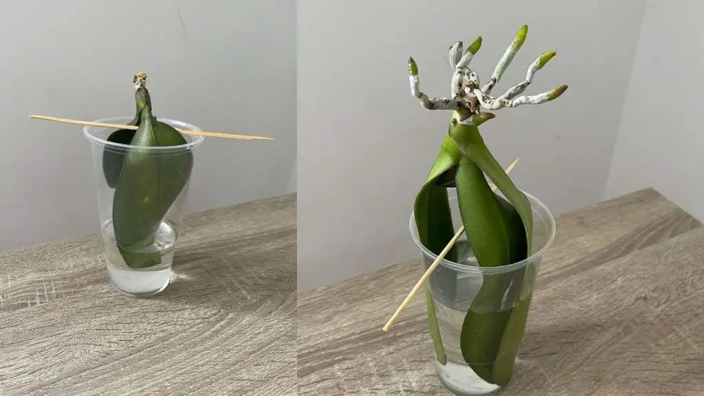 Orquídeas, cómo hacerlas crecer sin raíces en el agua: así se ...