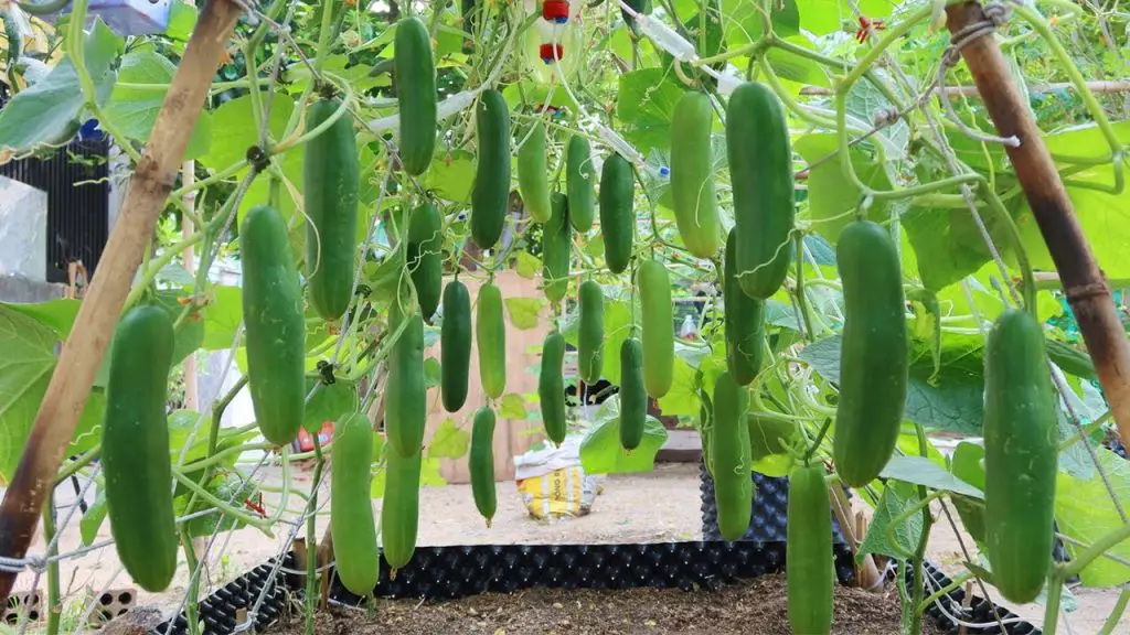 Pepinos: consejos sobre cómo cultivar pepinos – ideas manualidades